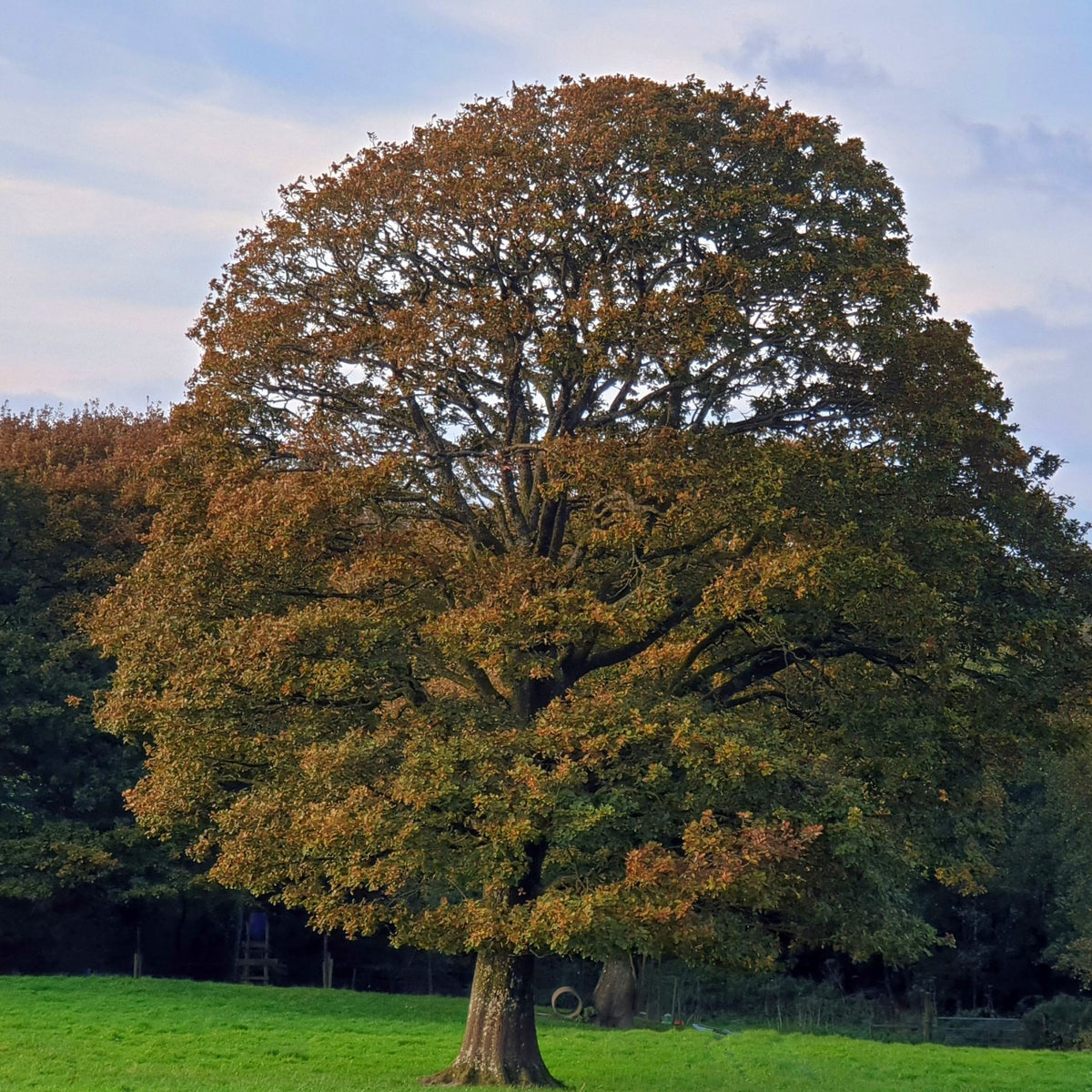 Chestnut Oak Trees for Sale $24.99 | Buy 1 Get 1 Free – TN Nursery
