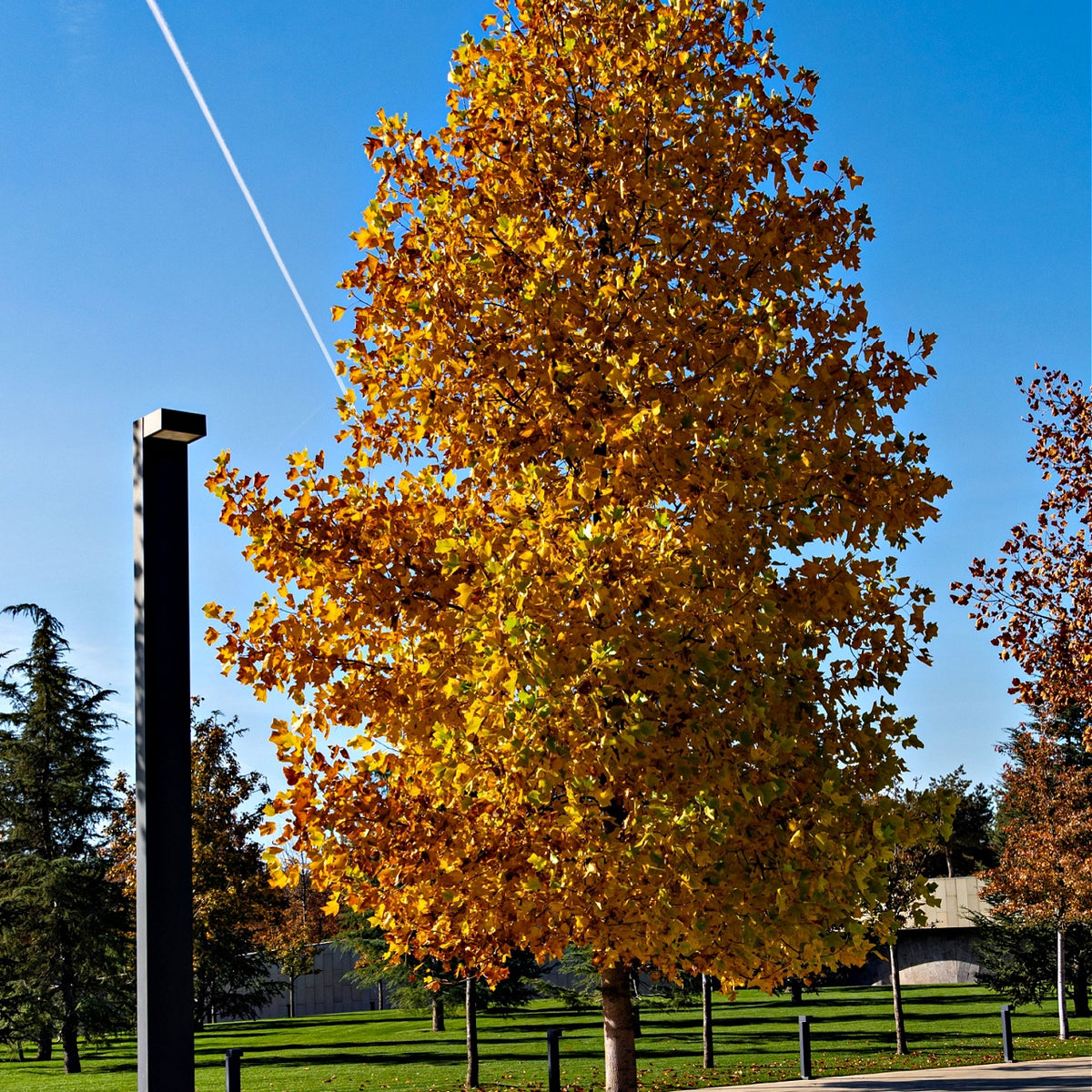 Tulip Poplar Trees for Sale $24.99 | Buy 1 Get 1 Free – TN Nursery