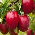 Apple Fruit Trees For Sale - TN Nursery