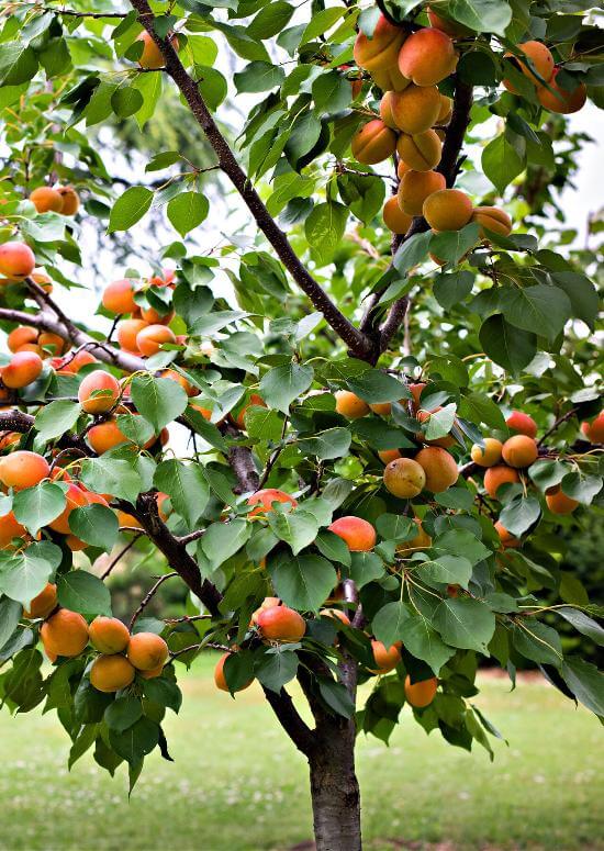 Apricot Trees For Sale : Buy 1 Get 1 Free – TN Nursery