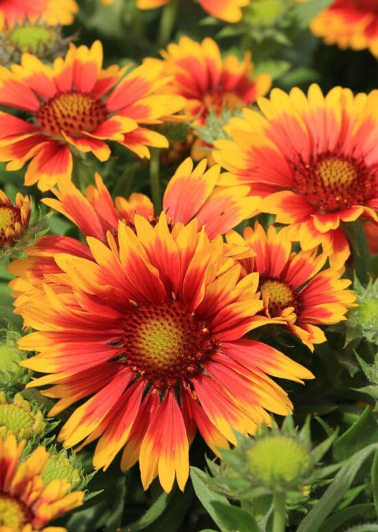 Blanket Flowers For Sale | BOGO Free – TN Nursery