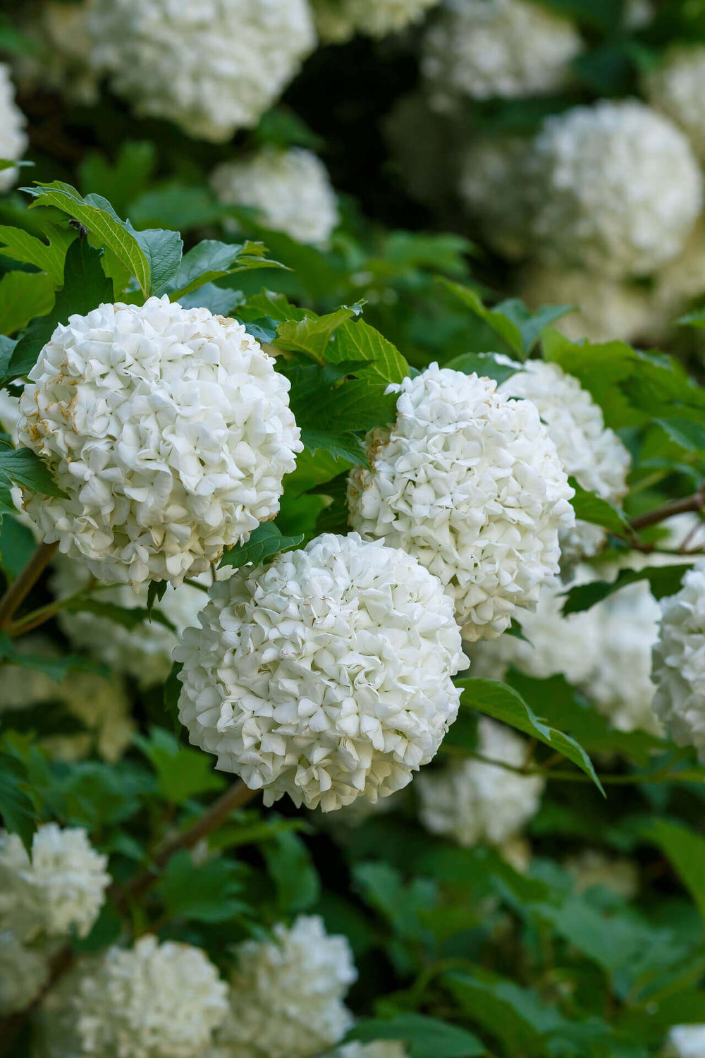Chinese Snowball Plants For Sale - TN Nursery