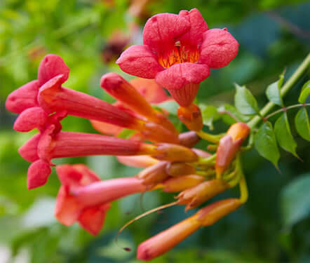 Tennessee's Best Native Plants – TN Nursery