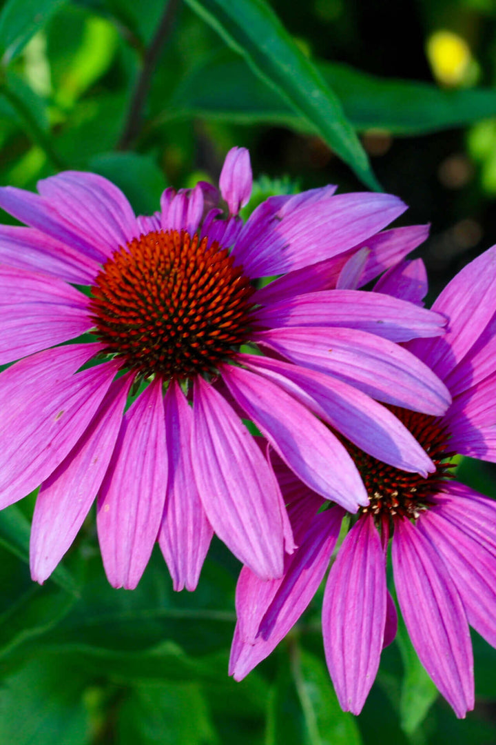 Long Blooming Perennials For Sale | TN Nursery