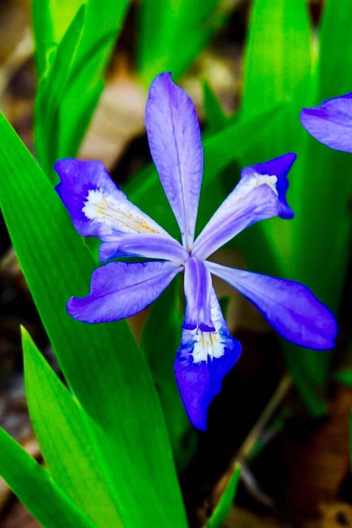 Crested Iris For Sale - TN Nursery