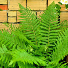 Borders with Native Ferns – TN Nursery