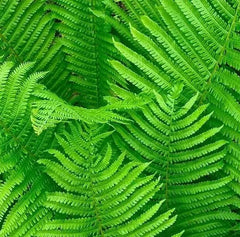 Lady Ferns For Sale - Buy 1 Get 1 Free | TN Nursery