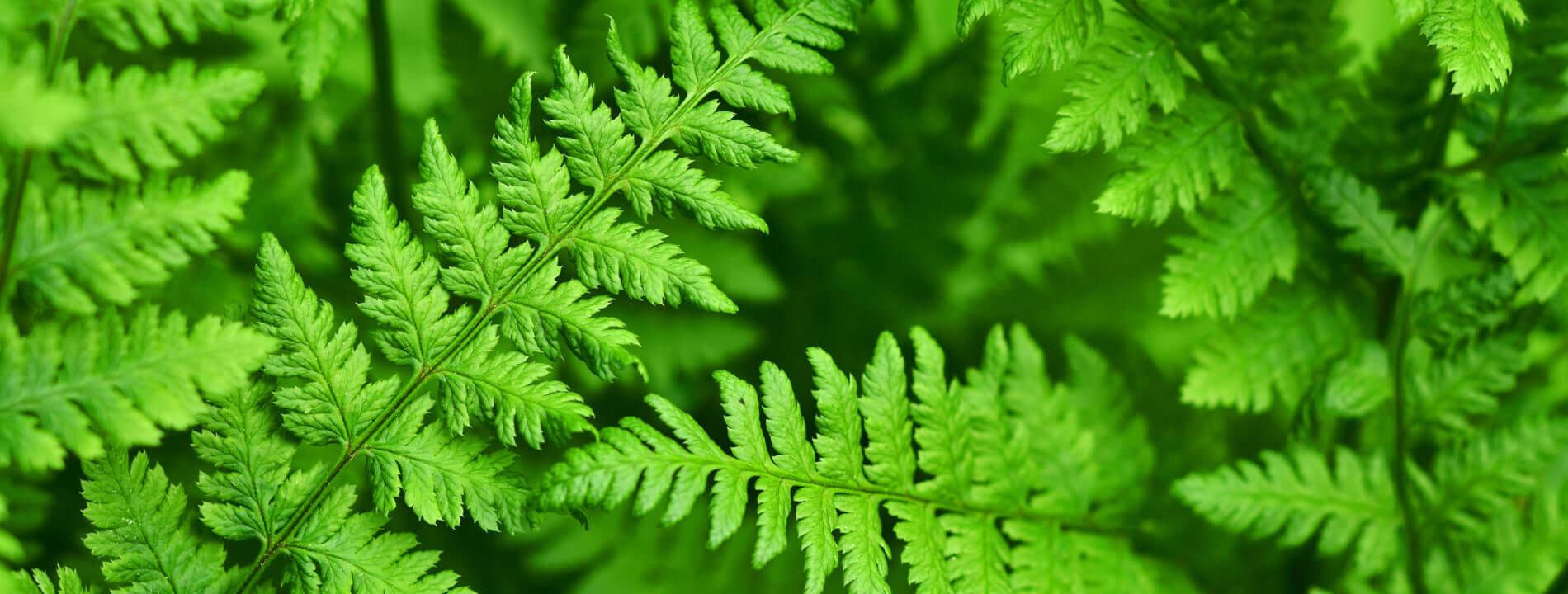 Tennessee's Best Native Plants – TN Nursery