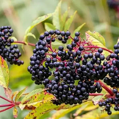 TN Nursery | Online Plant Nursery | Tree Nursery