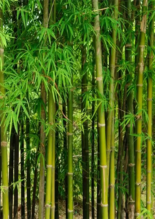 Ornamental Grass For Sale – TN Nursery