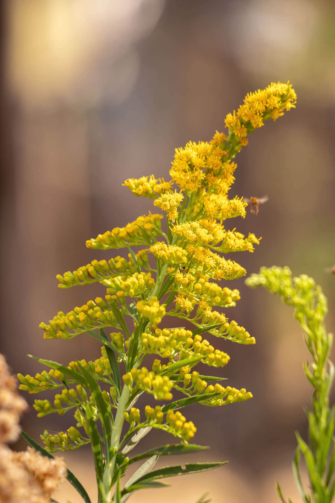 Goldenrod Plants for Sale - Hardy Blooms for Your Garden – TN Nursery