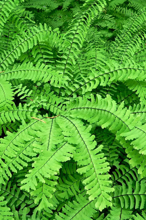 Cold Zone Ferns. Buy 1 Get 1 Free Today. – TN Nursery
