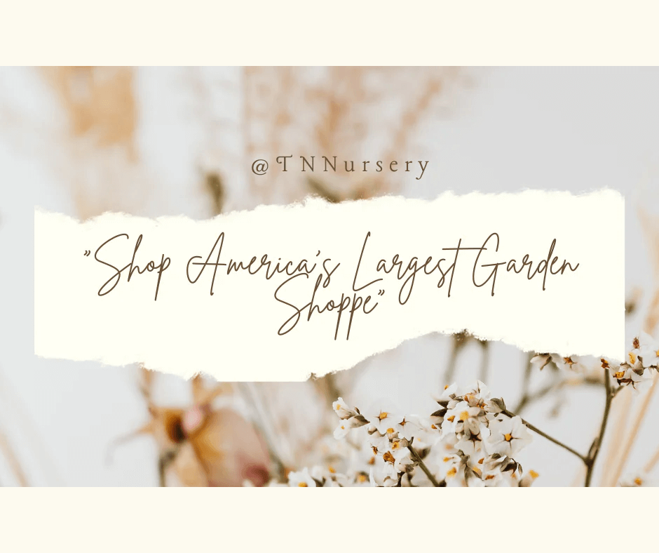 TN Nursery | Online Plant Nursery | Tree Nursery