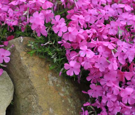 The Complete Guide To Growing Ostrich Ferns – TN Nursery