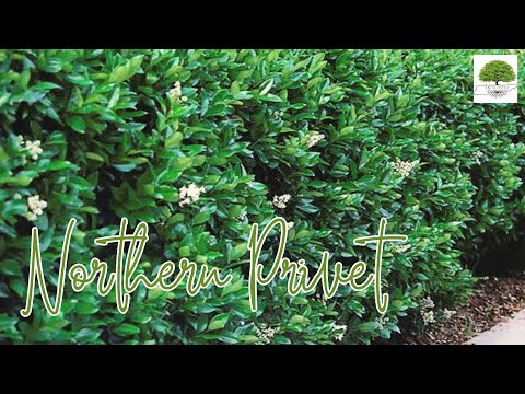 Northern Privet Plants For Sale | Buy 1 Get 1 Free – TN Nursery
