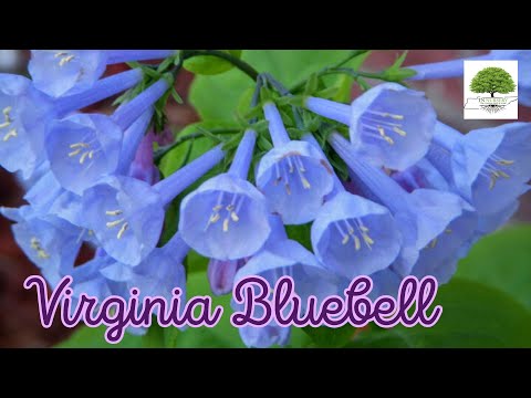Virginia Bluebells for Sale: Beautiful Native Wildflowers – TN Nursery