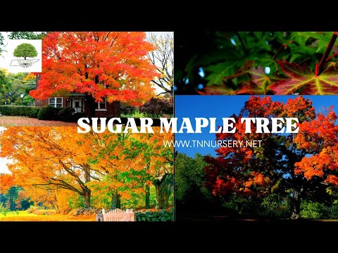 Sugar Maple Trees For Sale | Free Shipping