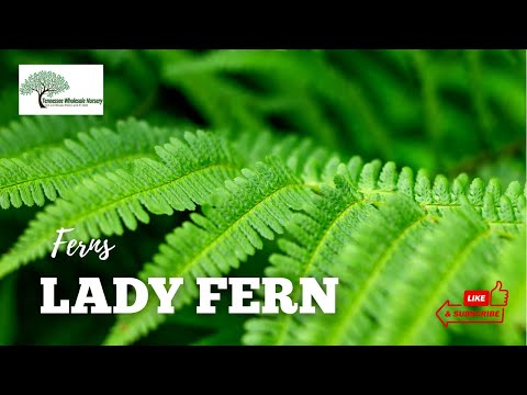 Lady Ferns for Sale - Delicate Native Ferns – TN Nursery