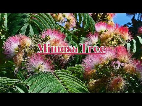 Mimosa Trees for Sale - Fragrant Trees