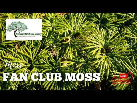 Fanclub Moss for Sale - Beautiful, Hardy Moss – TN Nursery