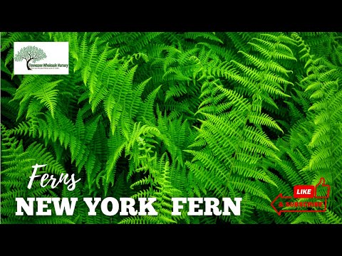 New York Ferns for Sale – Native Woodland Ferns – TN Nursery