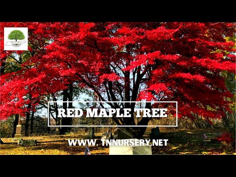 Red Maple Trees for Sale – Vibrant Fall Foliage and Shade – TN Nursery