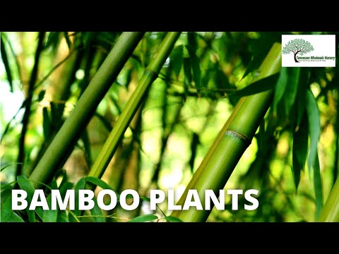 Bamboo Plants for Sale – Fast Growing and Versatile – TN Nursery