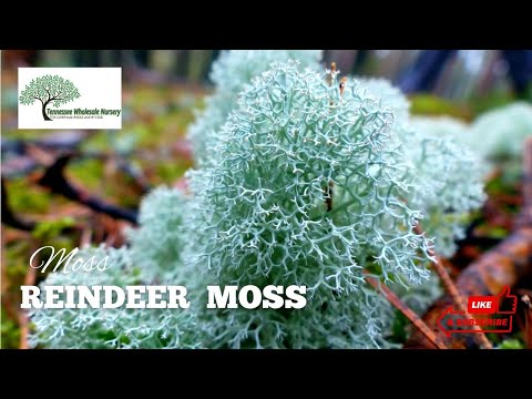 Reindeer Moss for Sale - Lush, Hardy Moss for Your Garden – TN Nursery