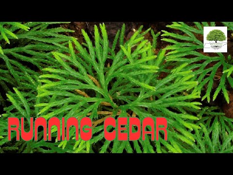 Running Cedar for Sale - Low-Maintenance Ground Cover – TN Nursery