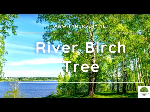 River Birch Tree For Sale | Betula Nigra