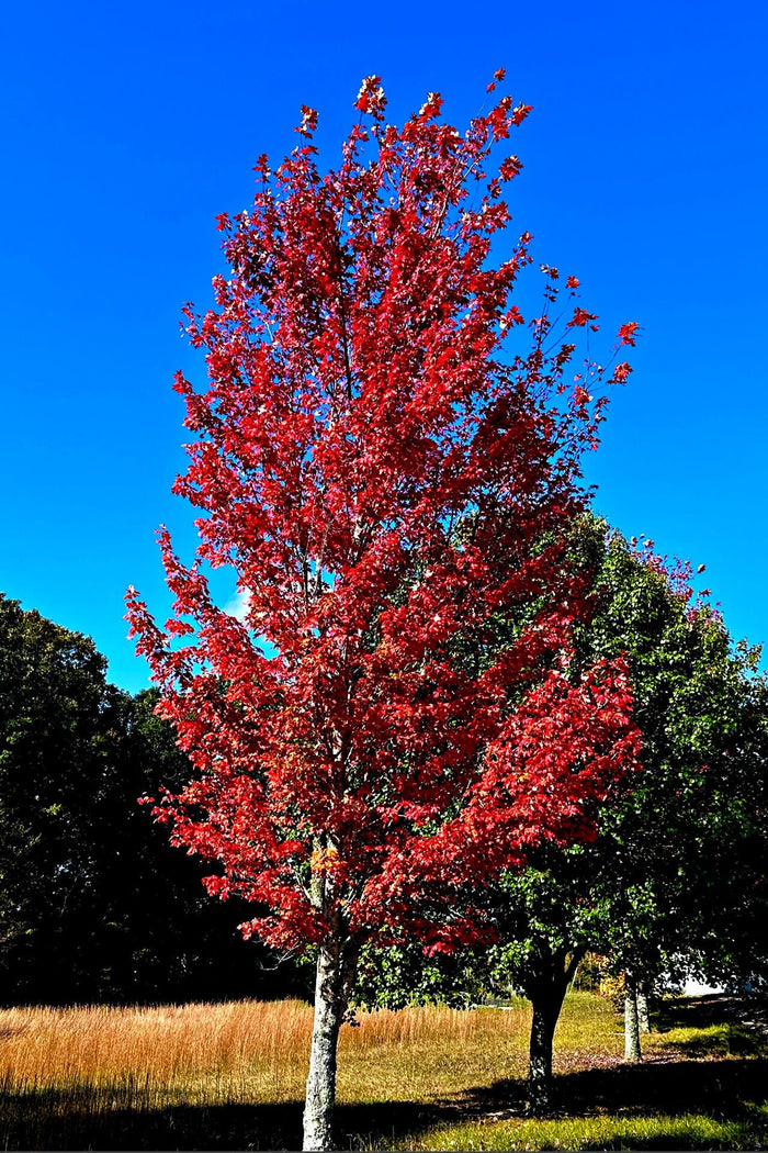 Red Maple Tree Seedlings | TN Nursery fast shipping vibrant trees