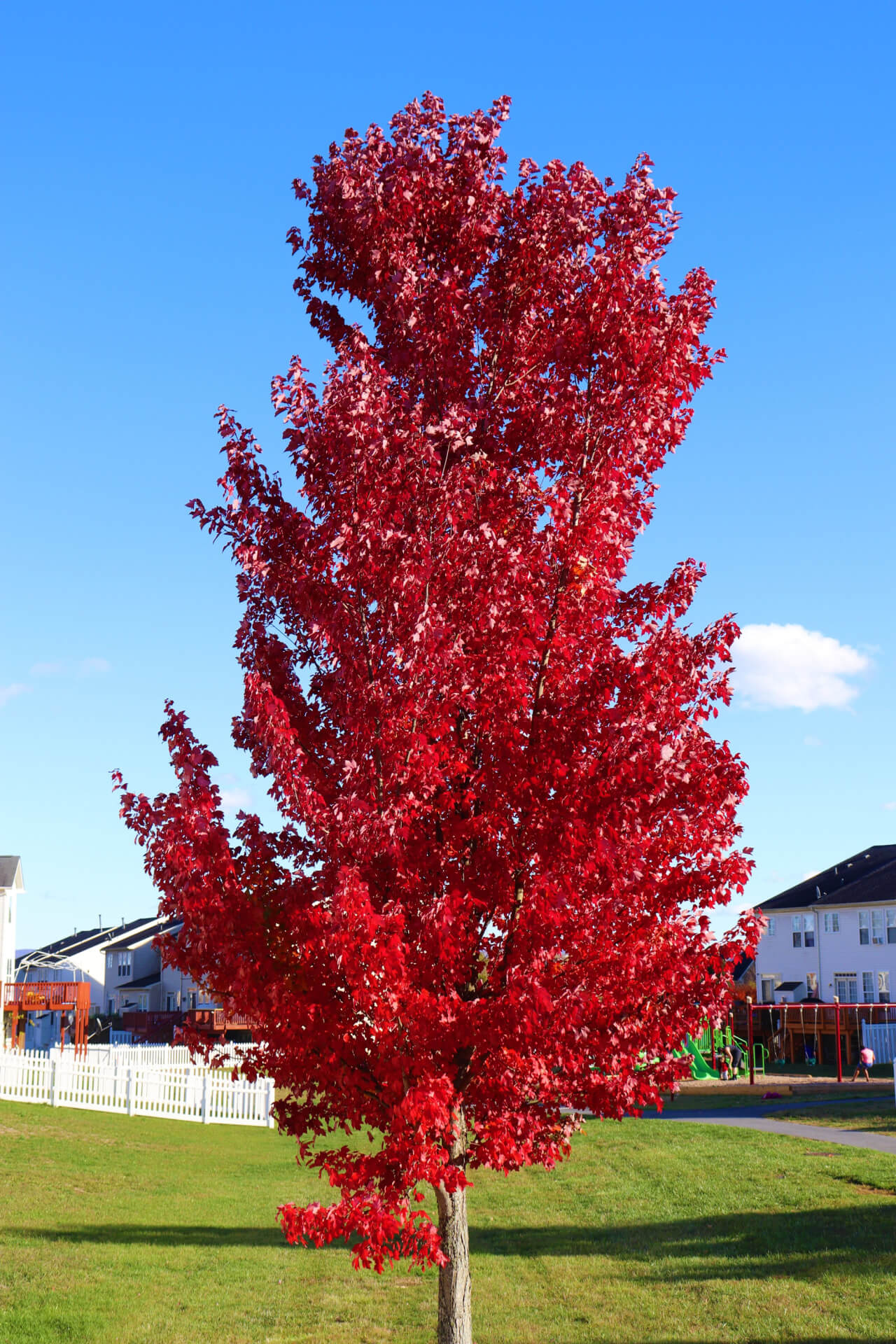 Red Maple Tree For Sale | Buy 1, Get 1 Free – TN Nursery