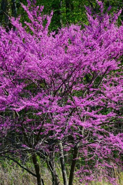 TN Nursery | Online Plant Nursery | Tree Nursery