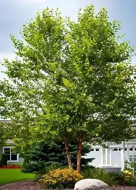 River Birch Trees for Sale | Hardy Native Shade Tree – TN Nursery