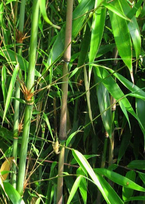 All – TN Nursery
