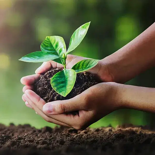 TN Nursery | Online Plant Nursery | Tree Nursery