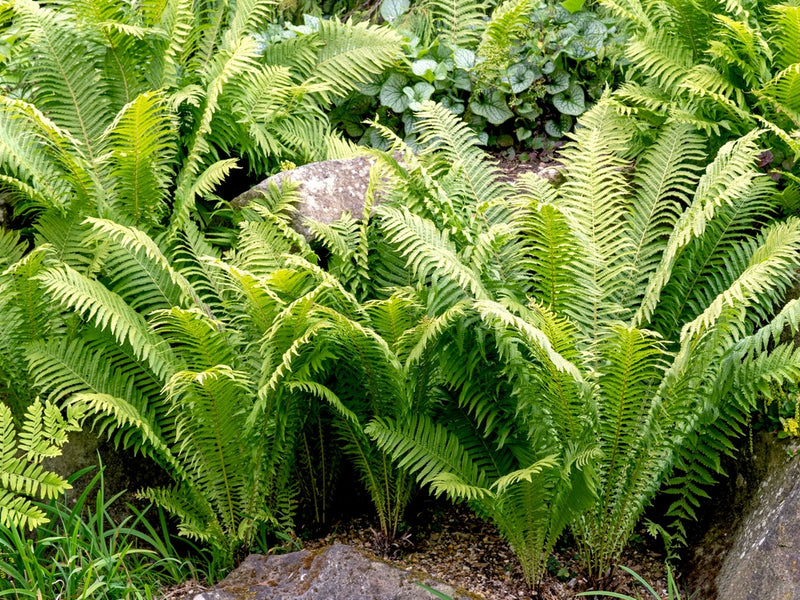 Explore Hardy Native Ferns for Your Shade Garden Today – TN Nursery