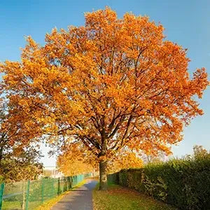 TN Nursery | Online Plant Nursery | Tree Nursery