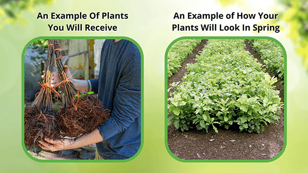 Tulip Poplar Seedlings for Sale - Fast, Beautiful Trees – TN Nursery