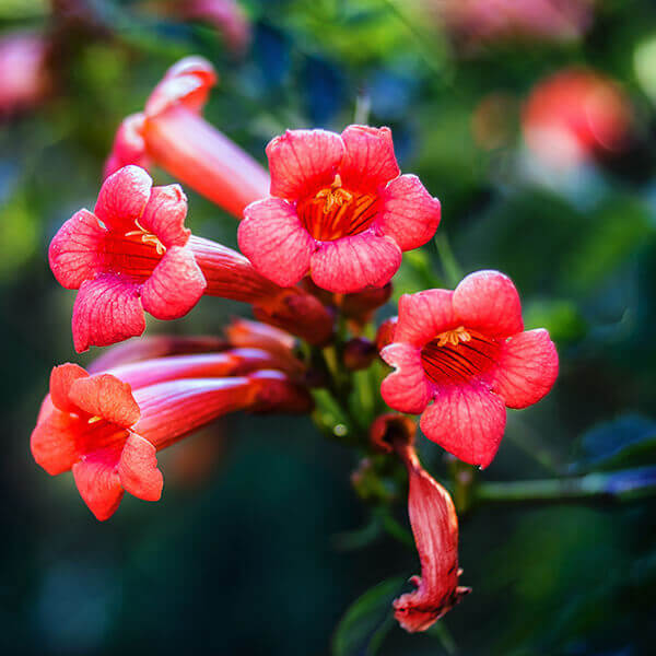 TN Nursery | Online Plant Nursery | Tree Nursery