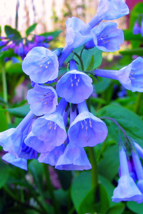 Buy Plants Online | Plant Nursery – TN Nursery