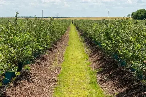 TN Nursery | Online Plant Nursery | Tree Nursery