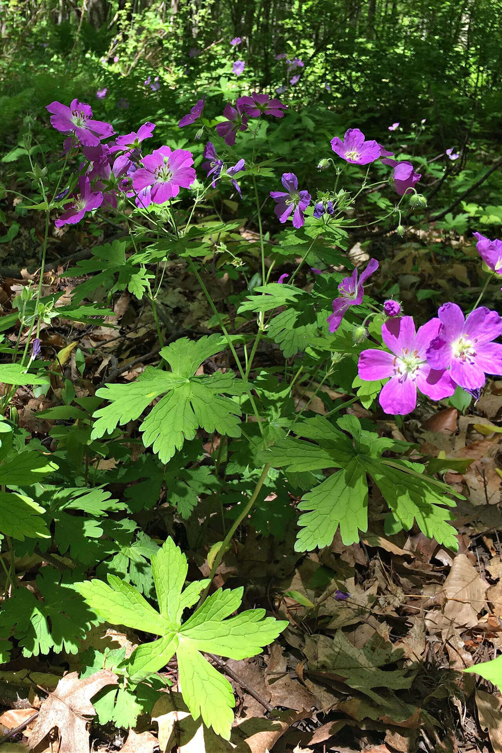 Wild Geranium for Sale - Vibrant Perennials for Your Garden – TN Nursery
